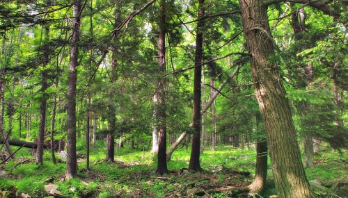 Delaware State Forest In Bushkill, Pennsylvania