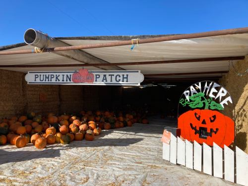 Here Are The 6 Best Pumpkin Patches in Wyoming