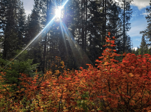Discover Fall Foliage at Lake Wenatchee State Park