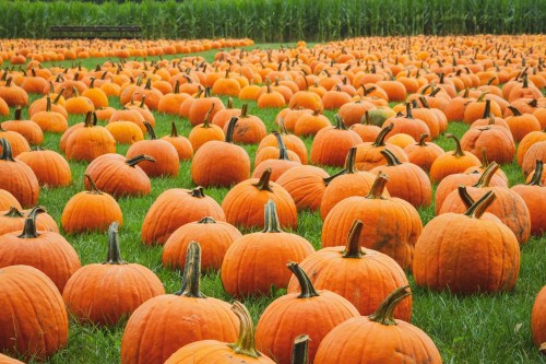 Fair Weather Growers Fall Festival In Cromwell, CT Is A Blast