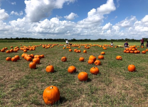 7 Of The Best Fall Festivals In Texas To Attend This Year