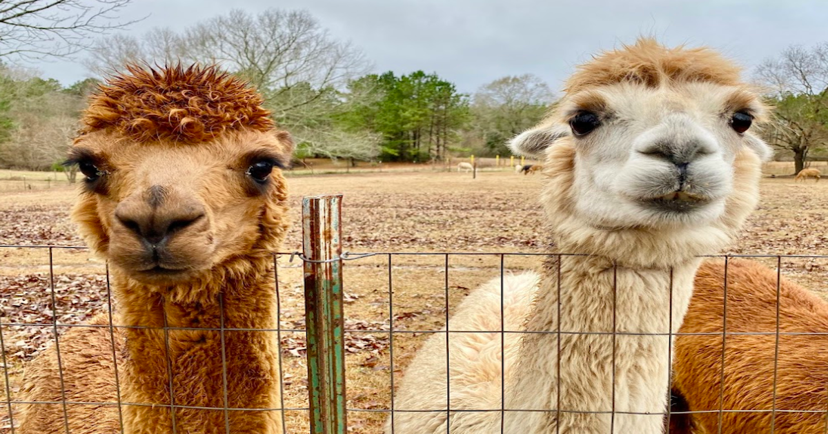 Animal Lovers, Don’t Miss The Alpaca Festival In Mississippi This Fall