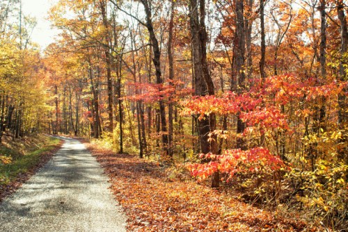 Best Times and Places to See Fall Foliage in Mississippi