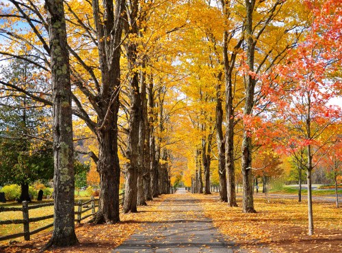 Best Times to See Fall Foliage in Vermont 2024