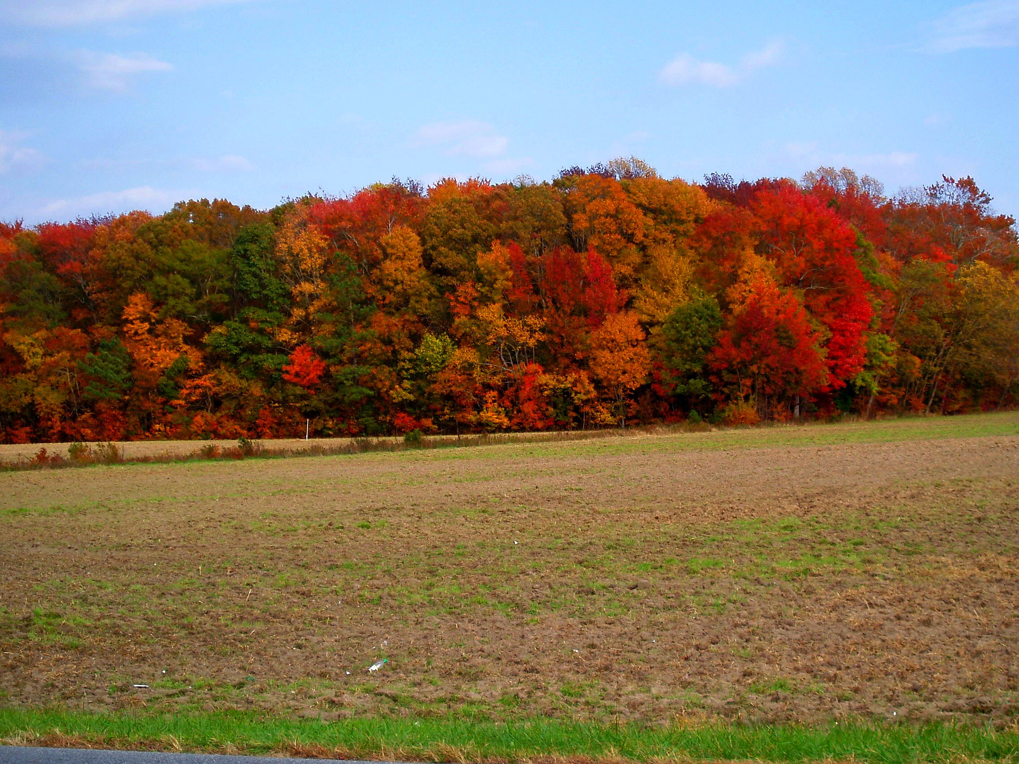 Delaware Fall Trees