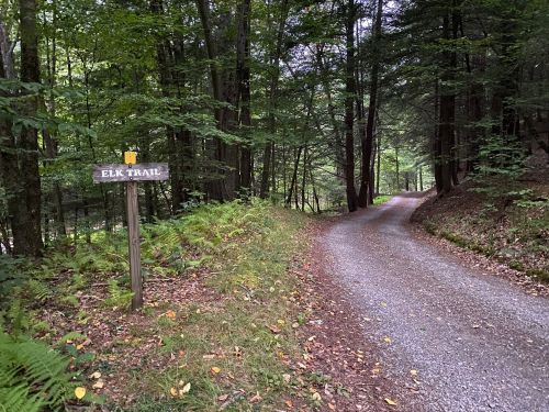 Trail Through Elk State Forest In Benezette, Pennsylvania