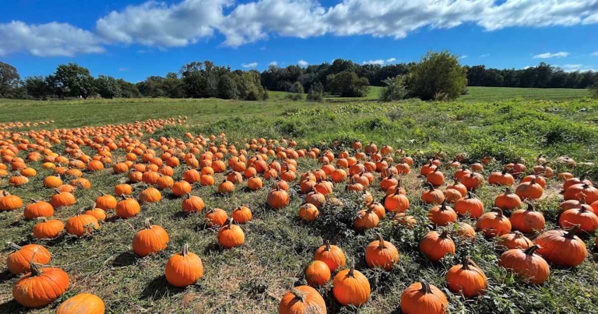 Here Are The 10 Absolute Best Pumpkin Patches In Alabama To Enjoy In 2024