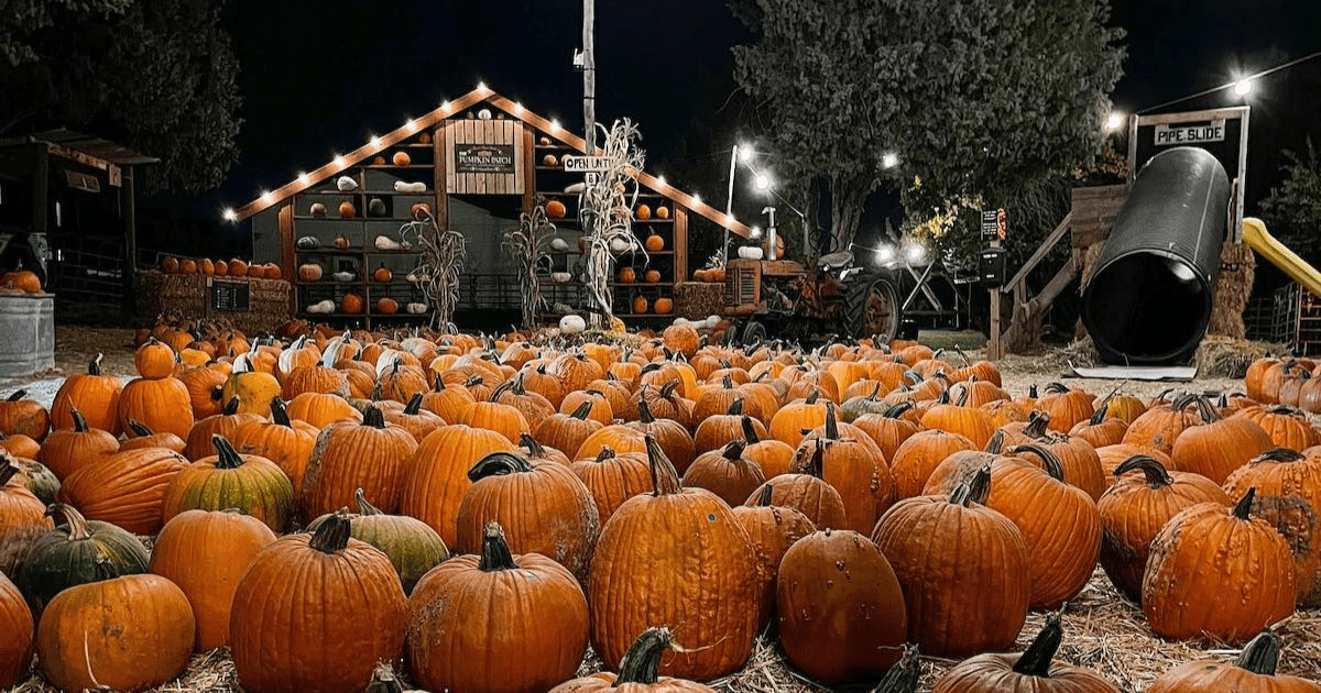 8 Absolute Best Pumpkin Patches In Utah To Enjoy In 2024
