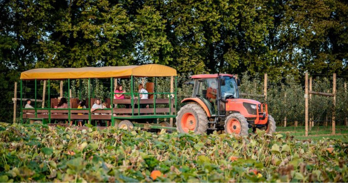 One Of The Largest Pumpkin Patches In Kentucky Is A Must-Visit Day Trip ...