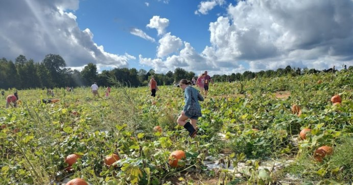 Stewart Farms Has One Of The Largest Pumpkin Patches In S.C.