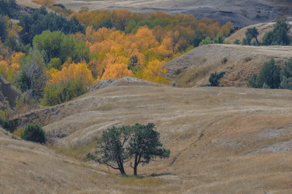 Best Places to See Fall Colors in South Dakota 2024