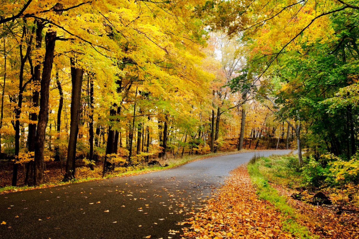 When Do Leaves Change Color in Wisconsin?