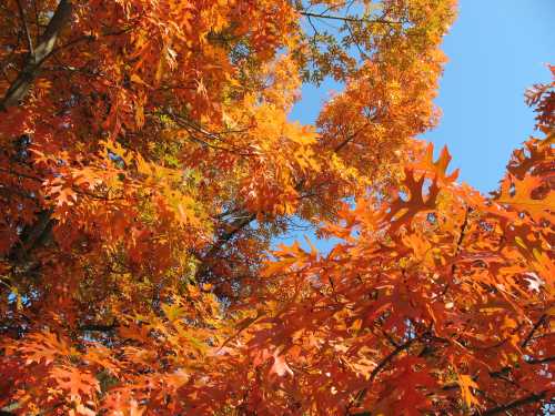 Best Time and Places for Fall Foliage in Kentucky