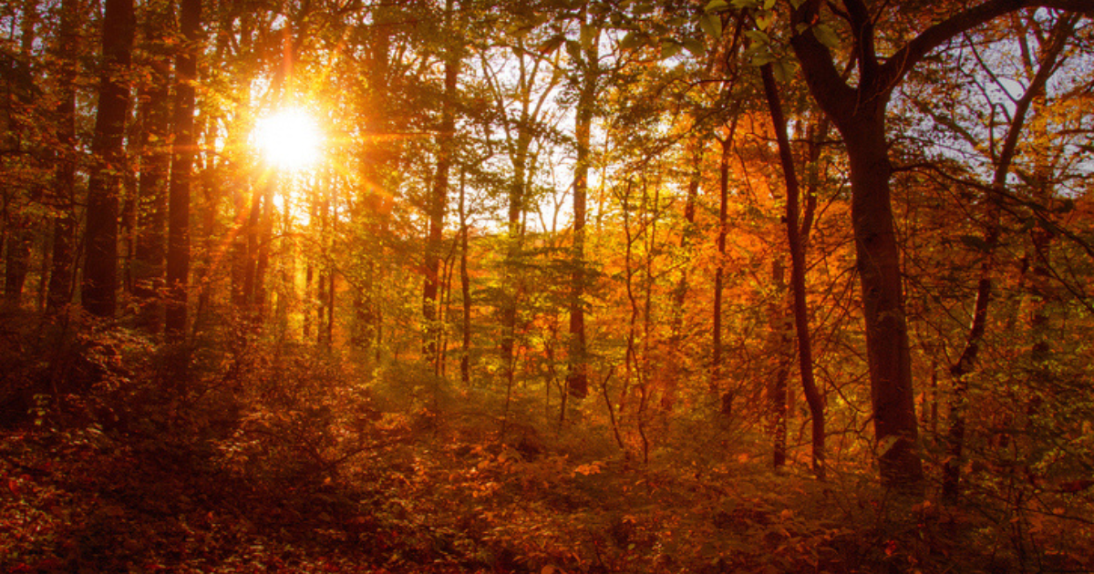 Best Places to See Fall Foliage in Delaware