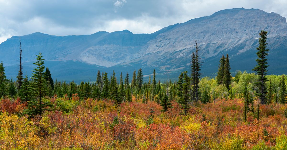 Best Times to See Fall Foliage in Montana 2024