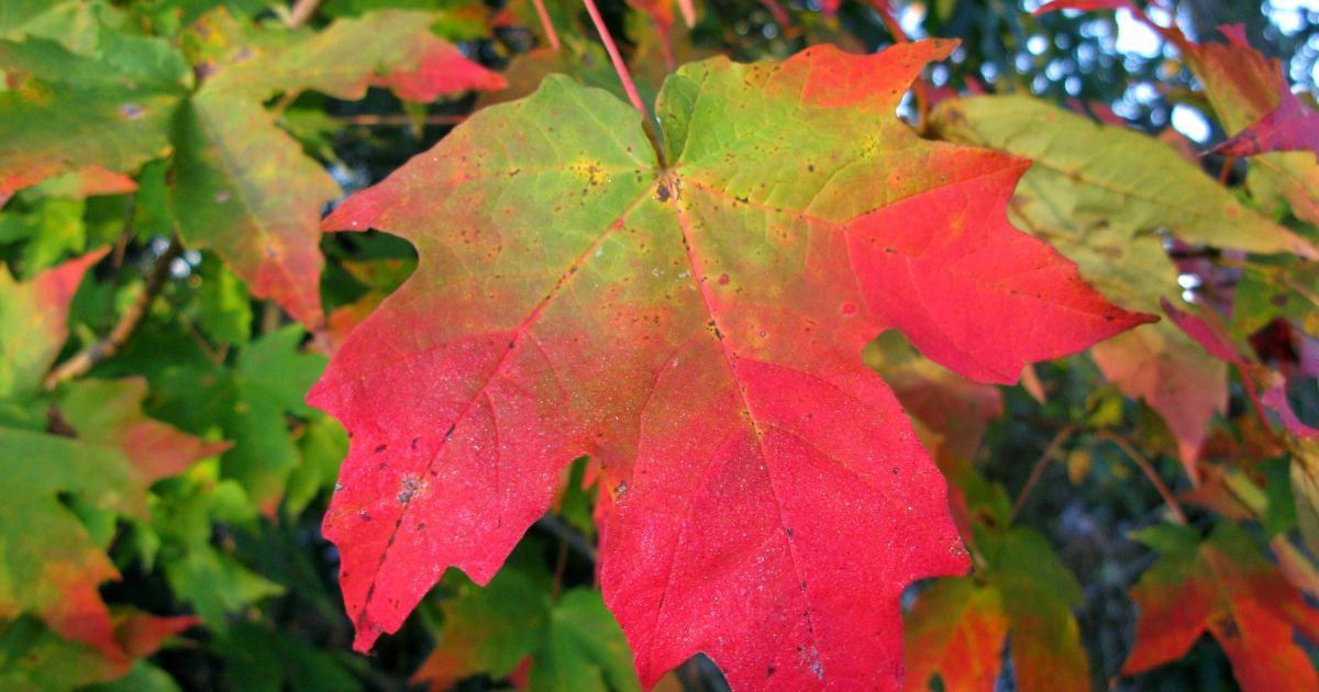 Here Are The Best Times And Places To View Kentucky’s Fall Foliage In 2024