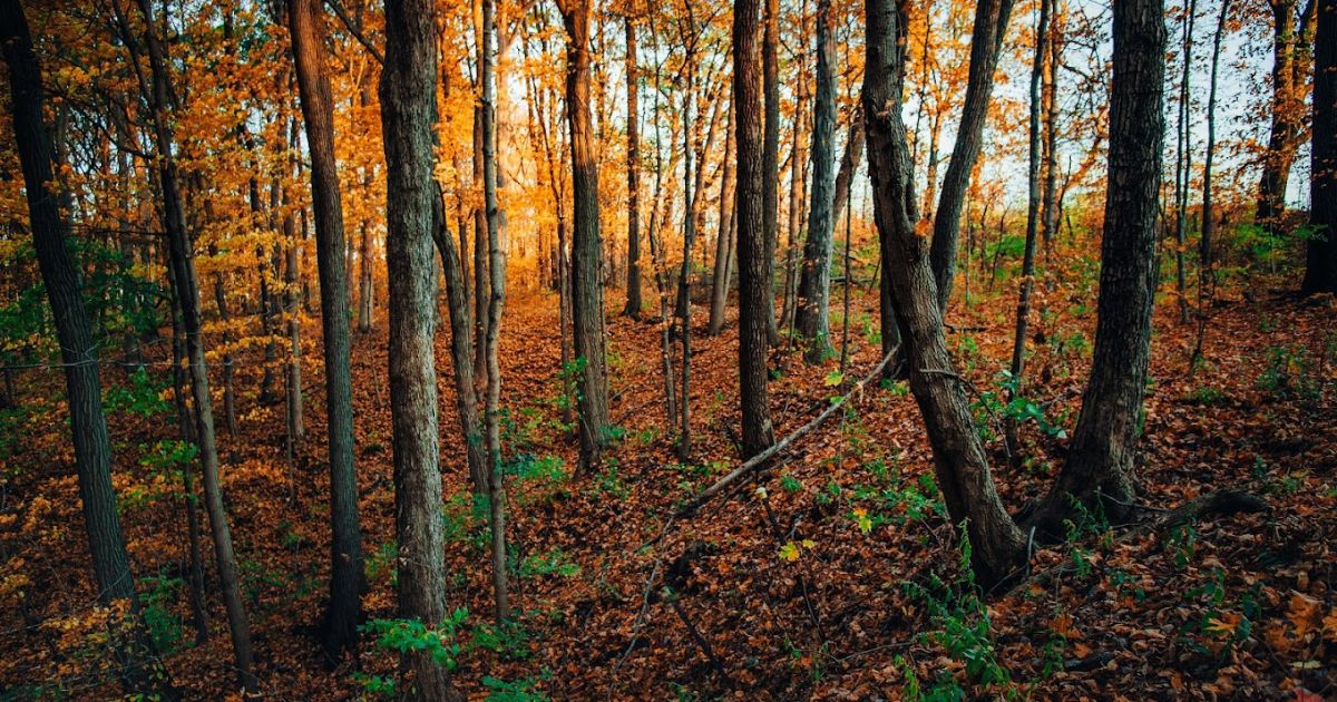 Experience Amazing Fall Colors In Indiana At This Beautiful Spot