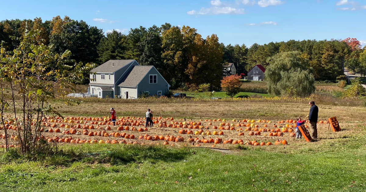 This Giganic Farm May Have The Biggest Pumpkin Patch In Maine
