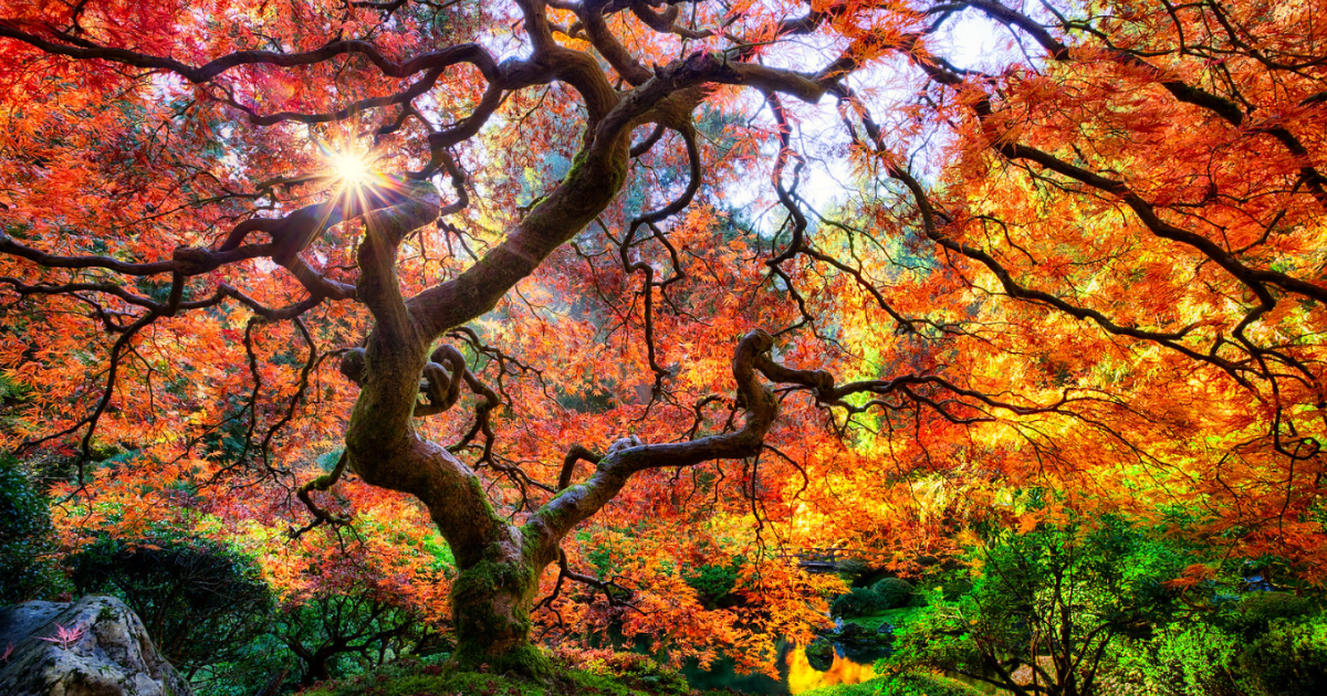 Here Are The Best Times And Places To View Oregon’s Fall Foliage In 2024