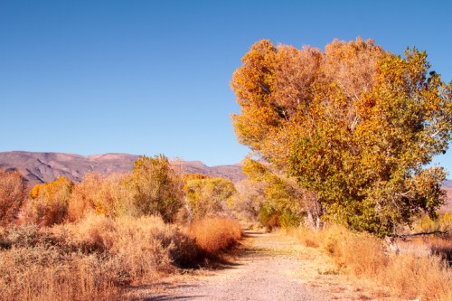 Best Times and Places to See Fall Foliage in Nevada