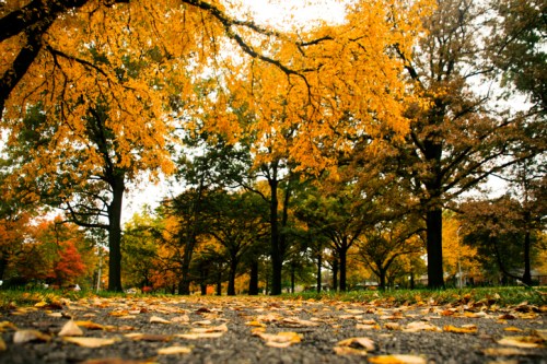 Best Times to View Fall Foliage in Kansas - 2024 Guide