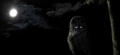 Oklahoma's Most Terrifying Monster: The Stikini