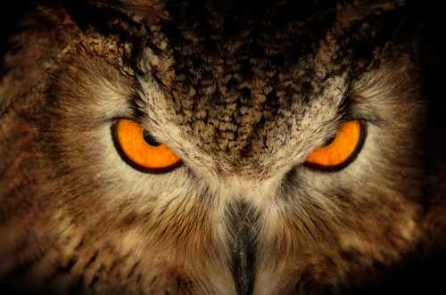 Oklahoma's Most Terrifying Monster: The Stikini