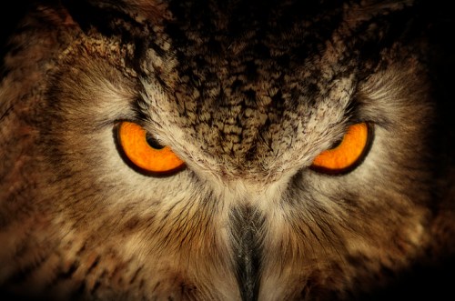 Oklahoma's Most Terrifying Monster: The Stikini