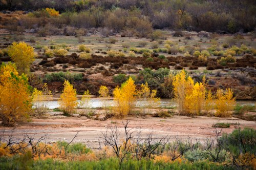 Best Times and Places to See Fall Foliage in Arizona