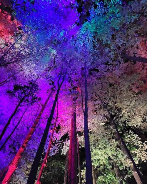 Glenlore Trails: A Spooky Haunted Forest In Michigan
