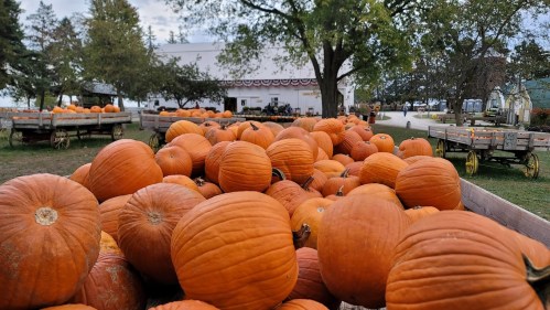 The 6 Best Local Pumpkin Patches: Fall In Iowa 2024