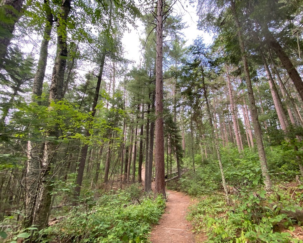 2 Old Growth Forests In Minnesota To Be Part Of National Network