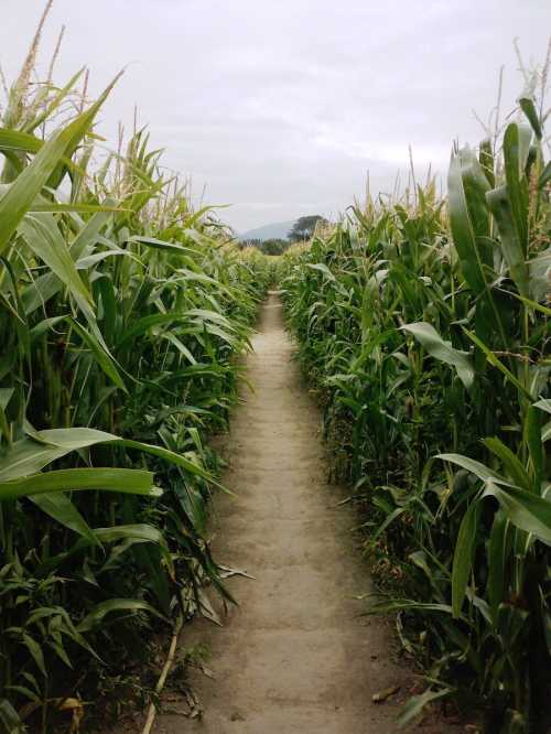 Happy Day Farm Has a Barbie-Themed Corn Maze In NJ