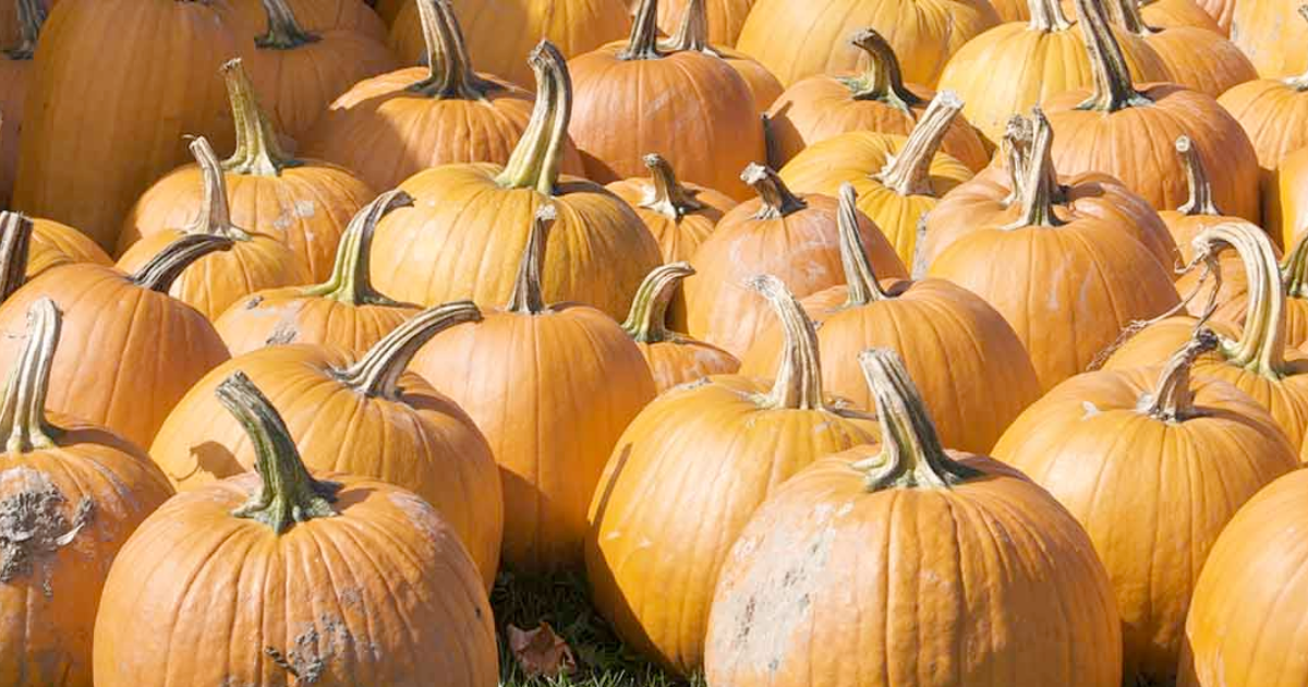 Poppell Farms Is The Largest Pumpkin Patch In South Georgia