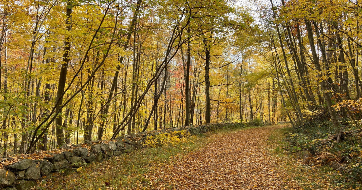 Macedonia Brook State Park Loop: Best Fall Foliage Hike In CT