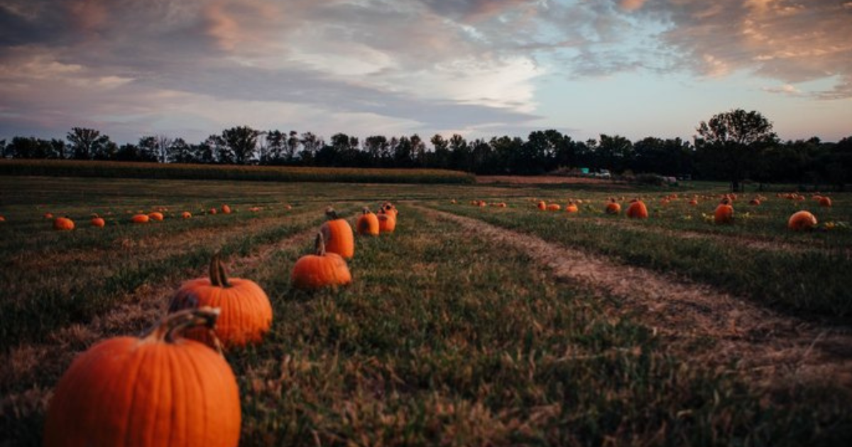 Here Are The 6 Absolute Best Pumpkin Patches In Kansas To Enjoy In 2024