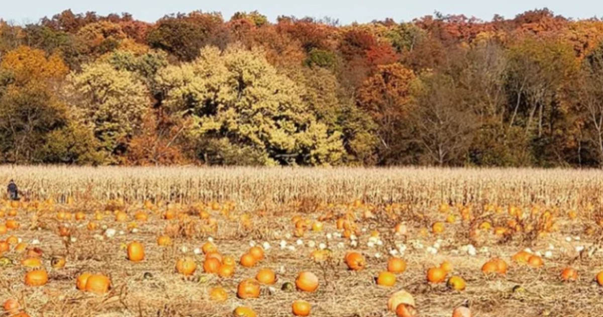 Things To Do In Louisburg, KS: A Perfect Fall Day Trip In Kansas