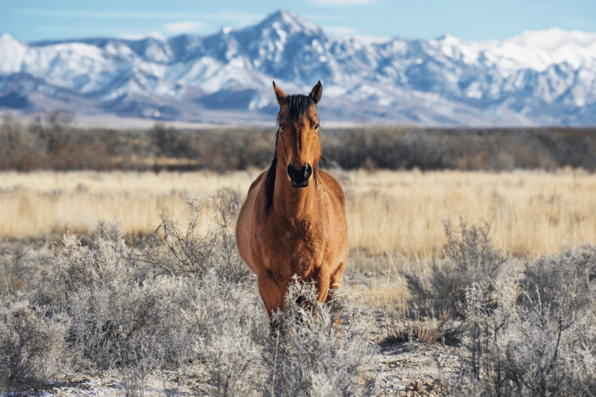 Nevada Winter 2024-2025: Cold and Snowy Forecast