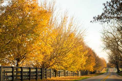 Best Time and Places for Fall Foliage in Kentucky