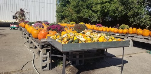 The 6 Best Local Pumpkin Patches: Fall In Iowa 2024