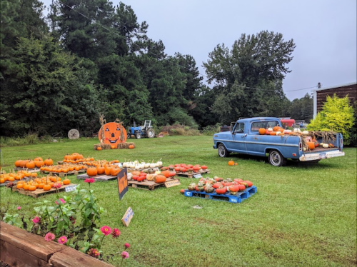 Best Pumpkin Patches In Alabama: Fall 2024