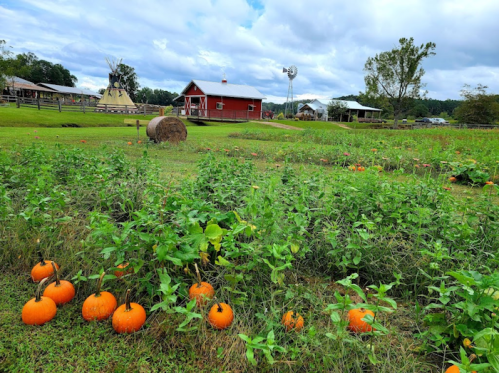 Best Pumpkin Patches In Alabama: Fall 2024