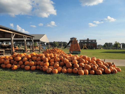 Best Pumpkin Patches In Alabama: Fall 2024