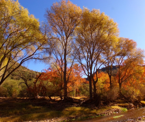 Discover Arizona's Hidden Fall Foliage Gem: Aravaipa Canyon