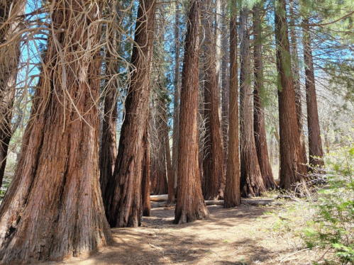 Explore The Little-Known Heaps Peak Arboretum In Skyforest, CA