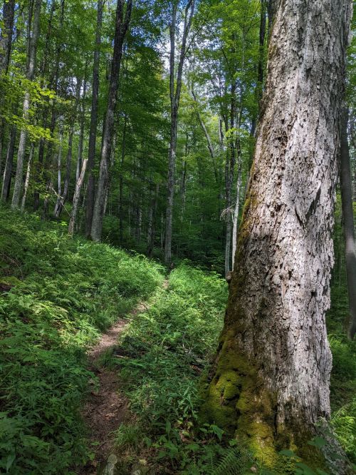 Allegheny Mountain Trail: Hard Hike Near Riverton, West Virginia