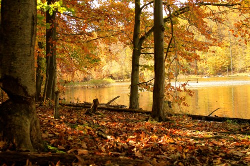 Best Places to See Fall Foliage in Maryland