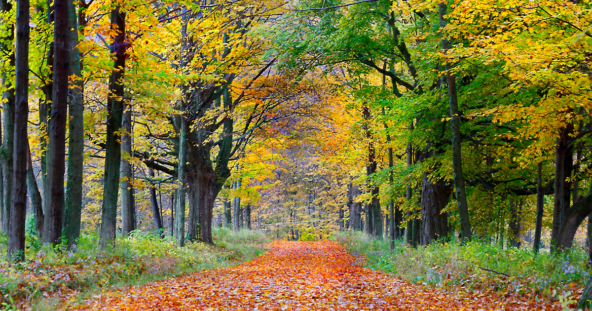 Here Are The Best Times And Places To View Massachusetts’s Fall Foliage ...