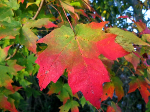 Best Time and Places for Fall Foliage in Kentucky