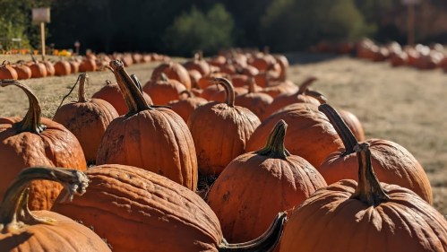 These Are The 7 Best Pumpkin Patches In Washington